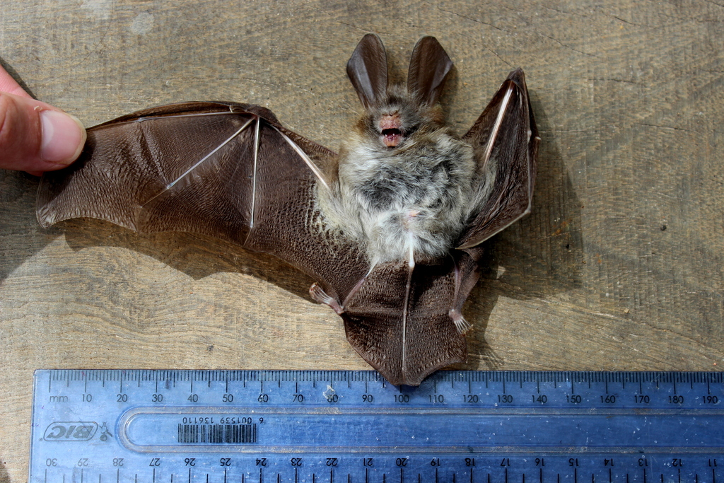 Large-eared Slit-faced Bat (Nycteris macrotis) - Know Your Mammals