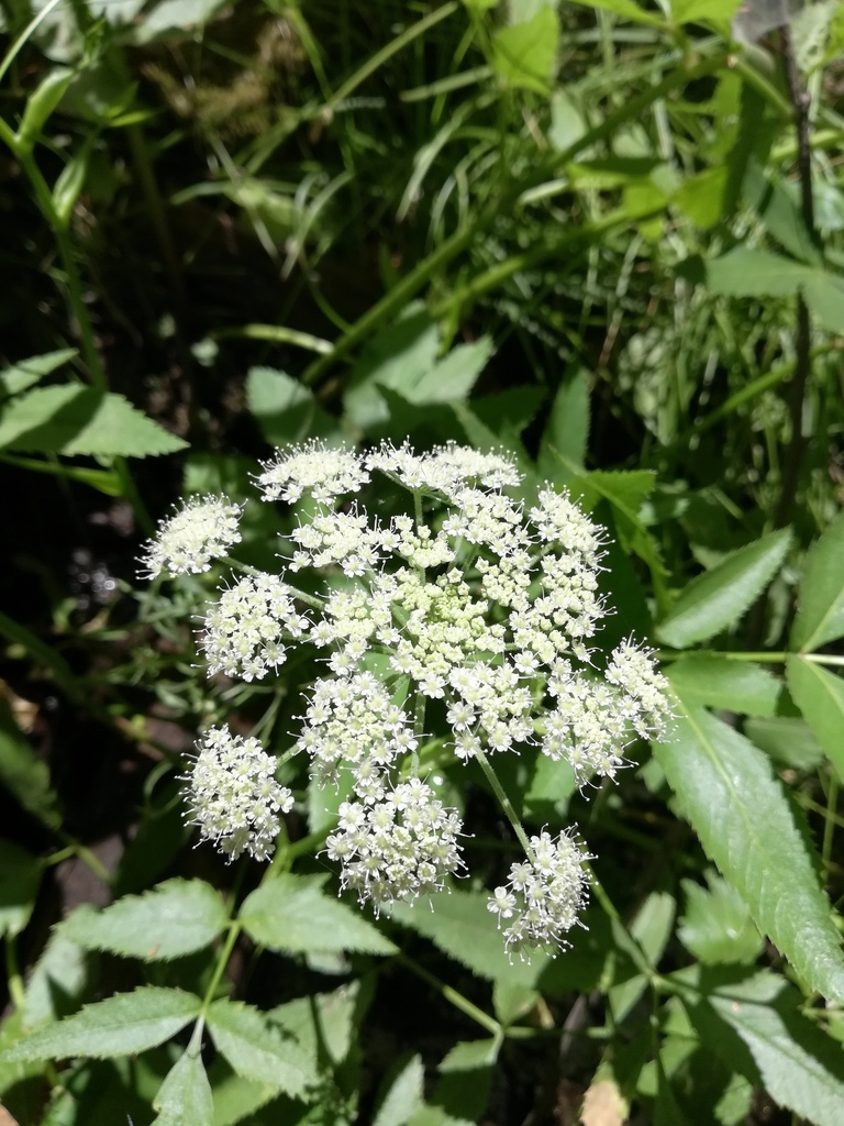Western Water Hemlock from Tulare County, CA, USA on August 10, 2020 at ...