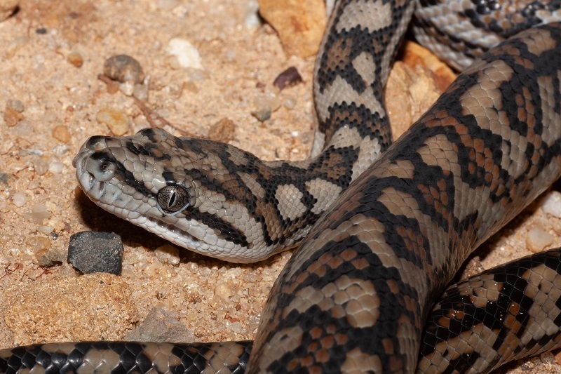 Inland Carpet Python from New South Wales, Australia on December 24 ...