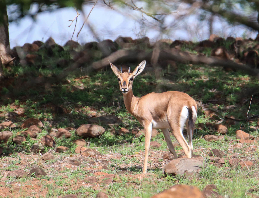 Indian Gazelle (Gazella bennettii) - Know Your Mammals