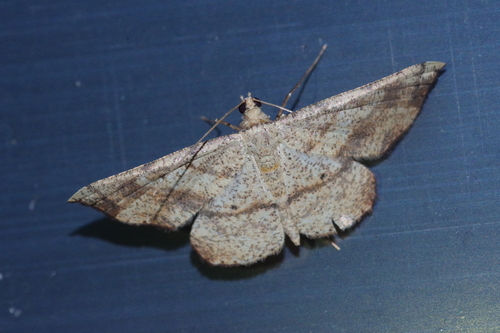 Ozola defectata · iNaturalist Mexico