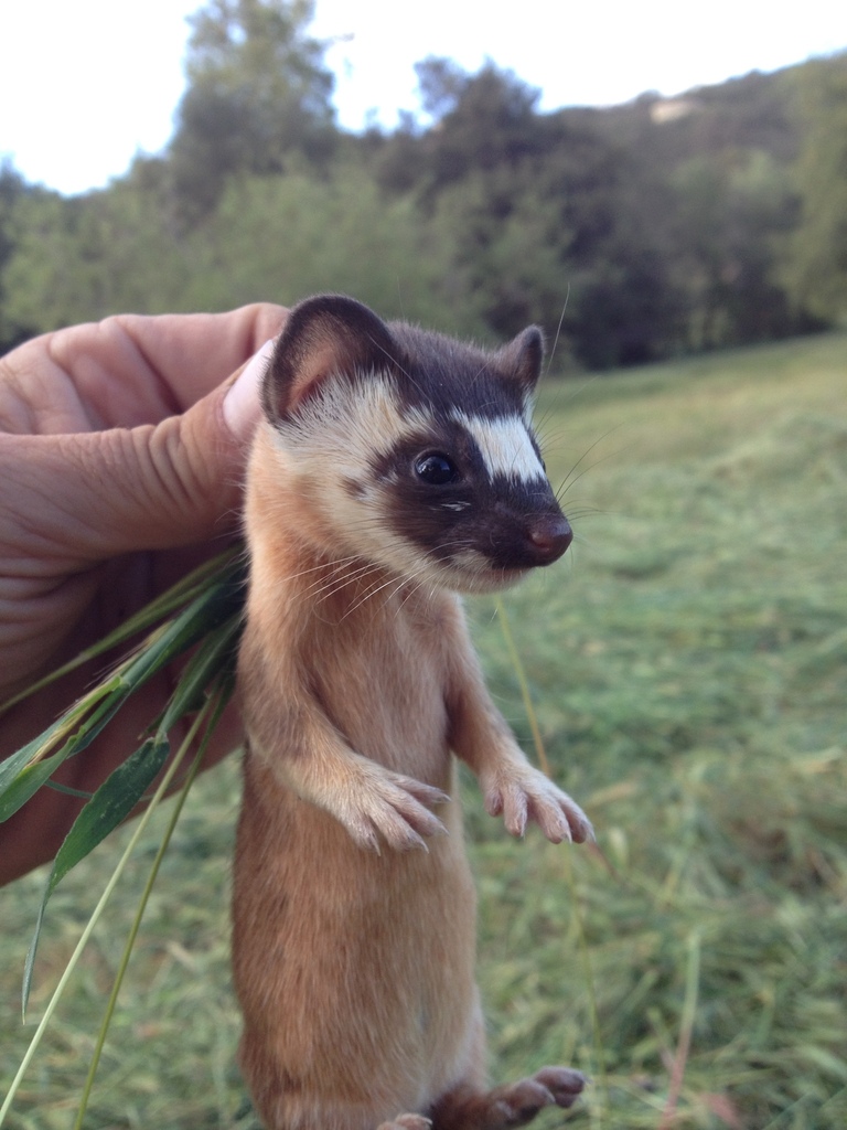 Long-tailed Weasel from San Diego County, US-CA, US on April 12, 2014 ...