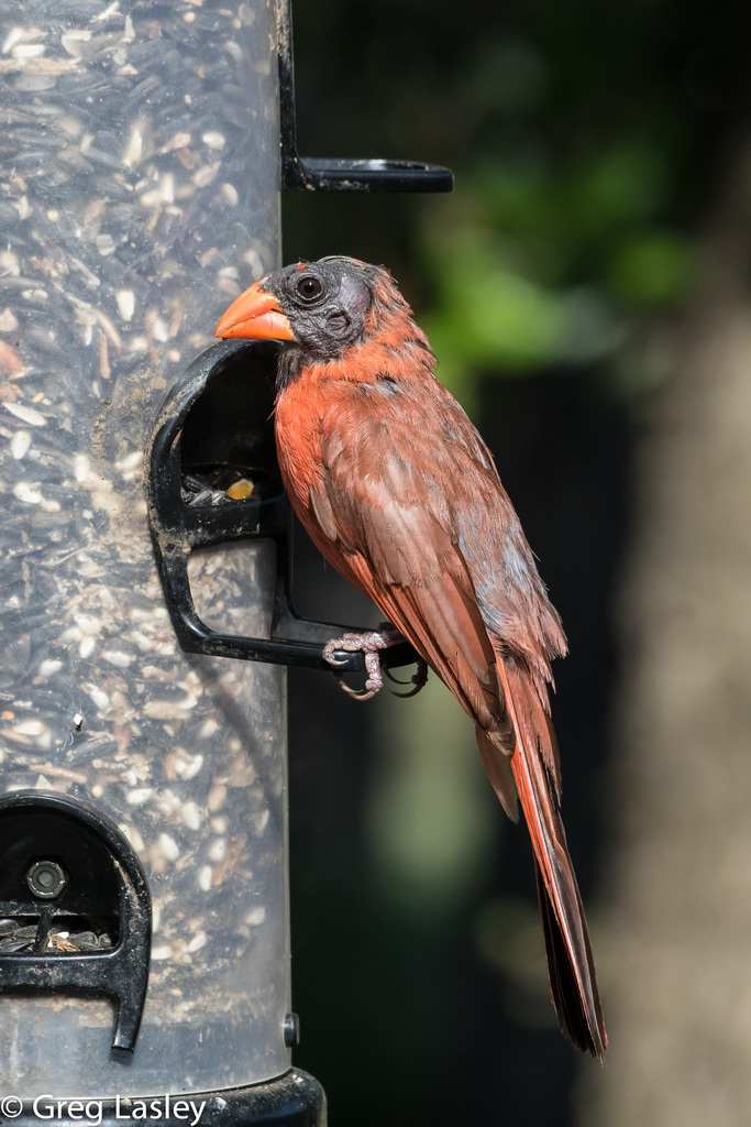Typical Cardinals (Cardinalis) - Avian Discovery