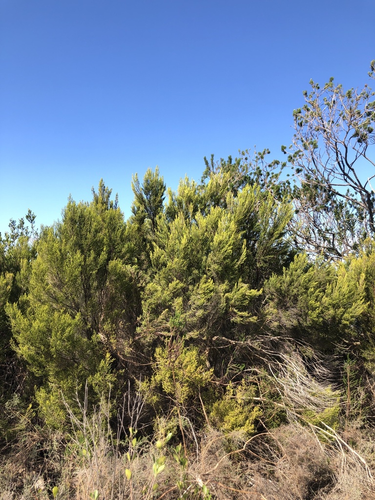 Sad Heath from Kenilworth, Southern Suburbs, WC, ZA on August 14, 2020 ...