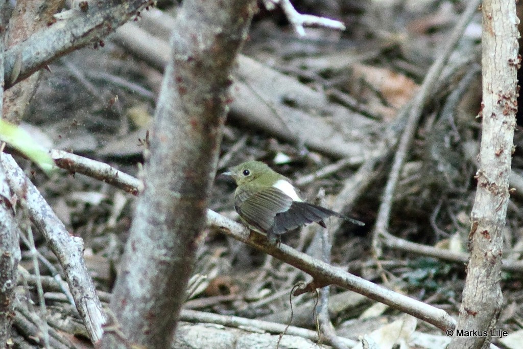 Whiskered Flycatcher (Myiobius barbatus) - Avian Discovery