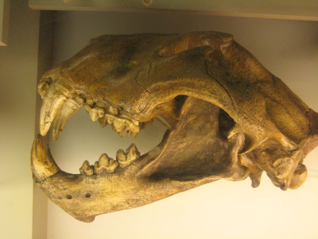 American Lion (Panthera atrox) - Know Your Mammals