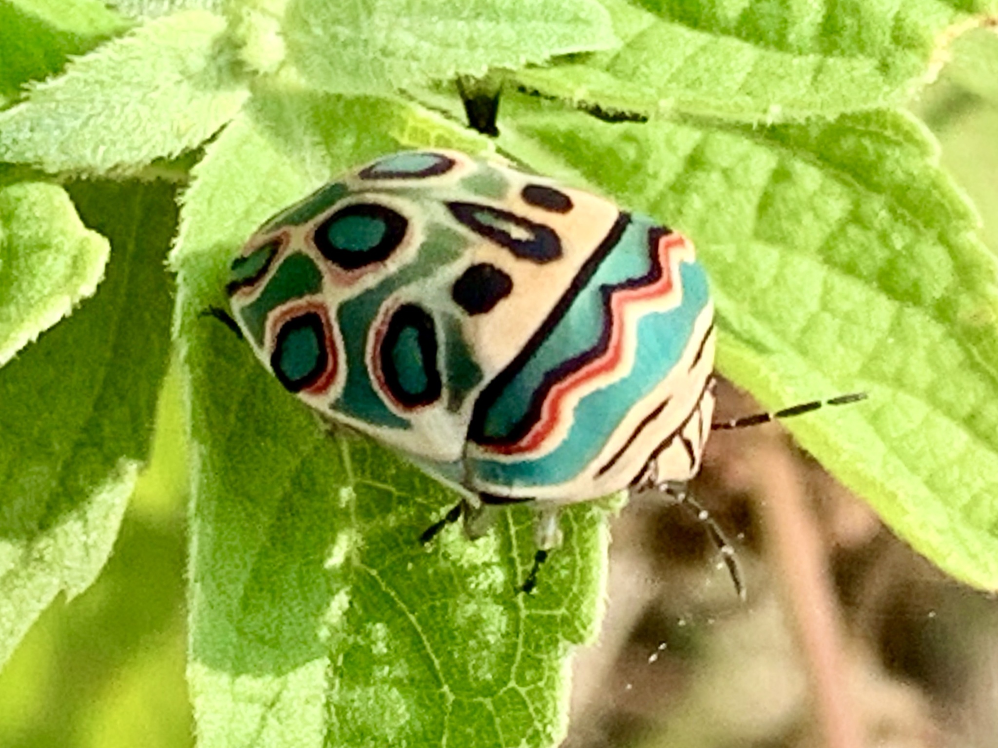Sphaerocoris annulus