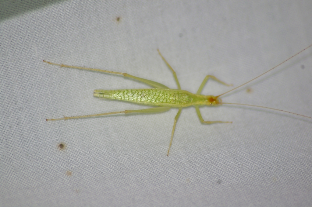 Common Tree Crickets from Stark County, OH, USA on August 14, 2020 at ...
