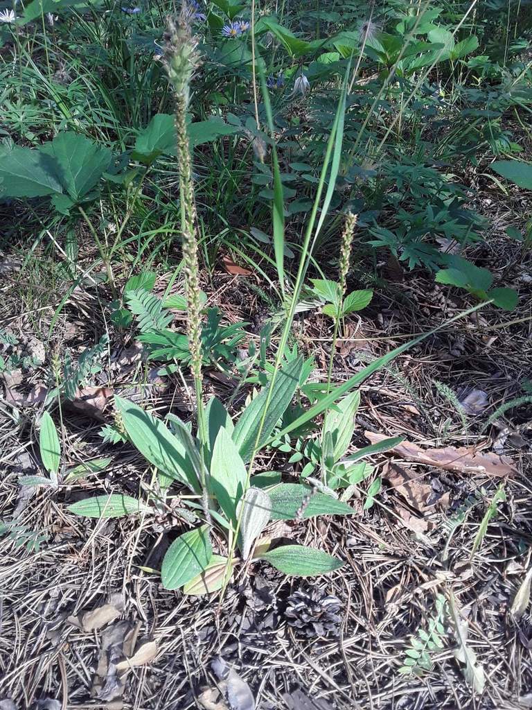 Plantago from Сосновка on August 14, 2020 at 01:43 PM by Грехнева ...