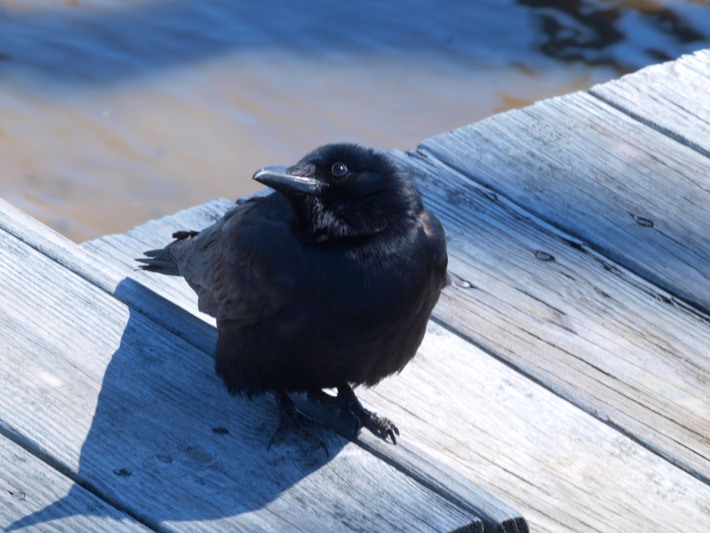 Fish Crow from Dyke Marsh Wildlife Preserve on March 13, 2014 by Laura ...