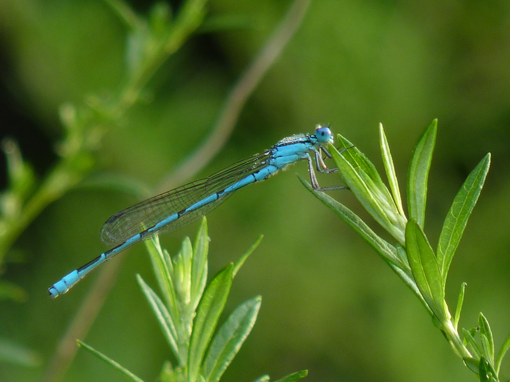 Big Bluet from Highland Park, NJ 08904, USA on August 14, 2020 at 07:31 ...