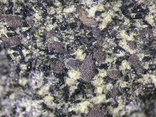 Sclerococcum griseisporodochium · iNaturalist