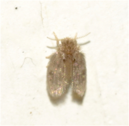 Mosca del drenaje (Psychoda alternicula)