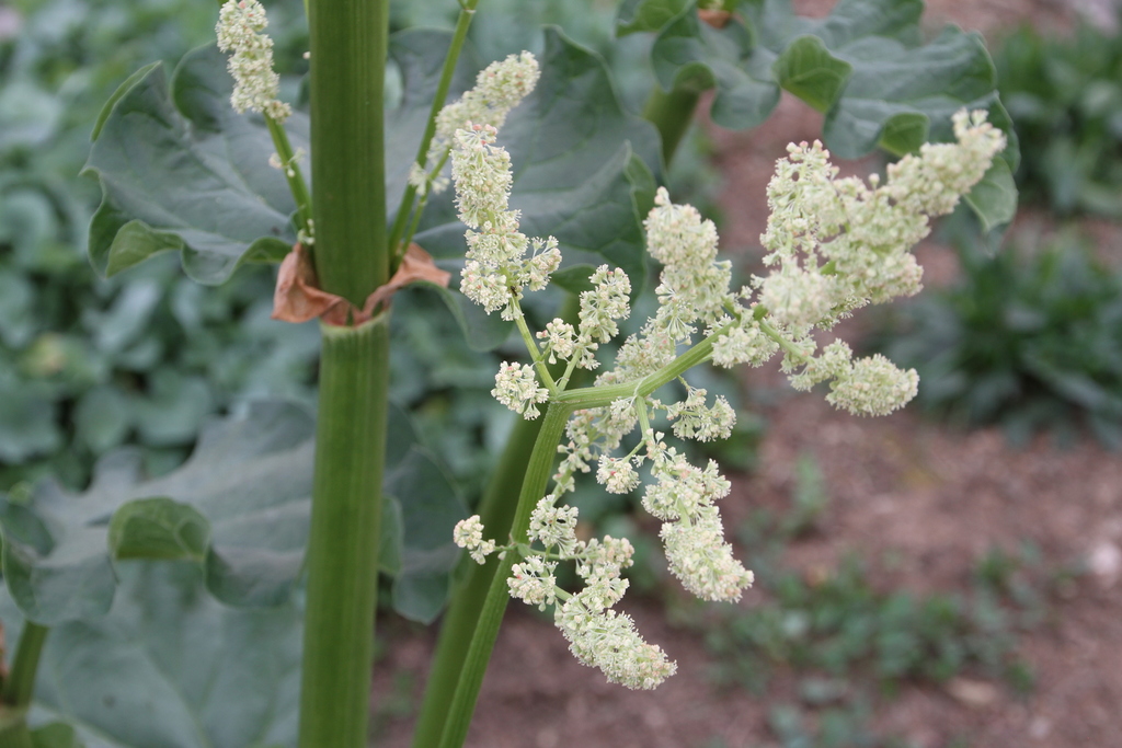 (Rheum officinale) - Botanical Realm