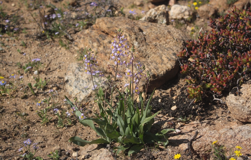 Wild Beet from Komaggas, South Africa on August 21, 2019 at 04:04 PM by ...