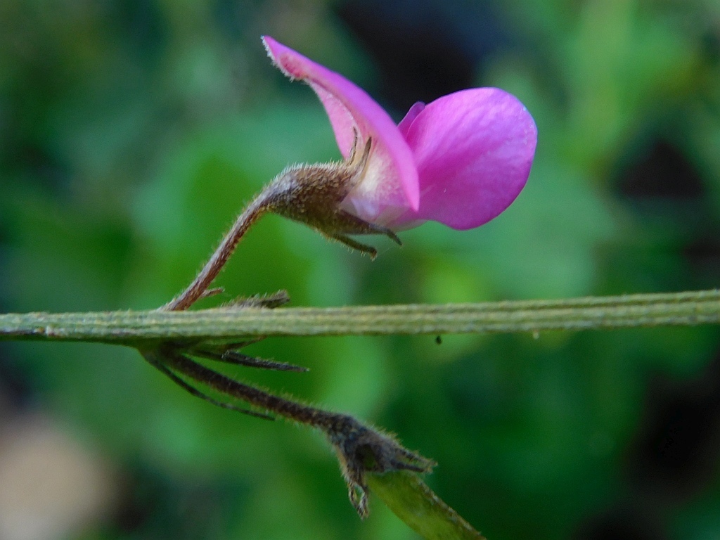 Cape Hoarypea from Greyton, 7233, South Africa on August 13, 2020 at 06 ...