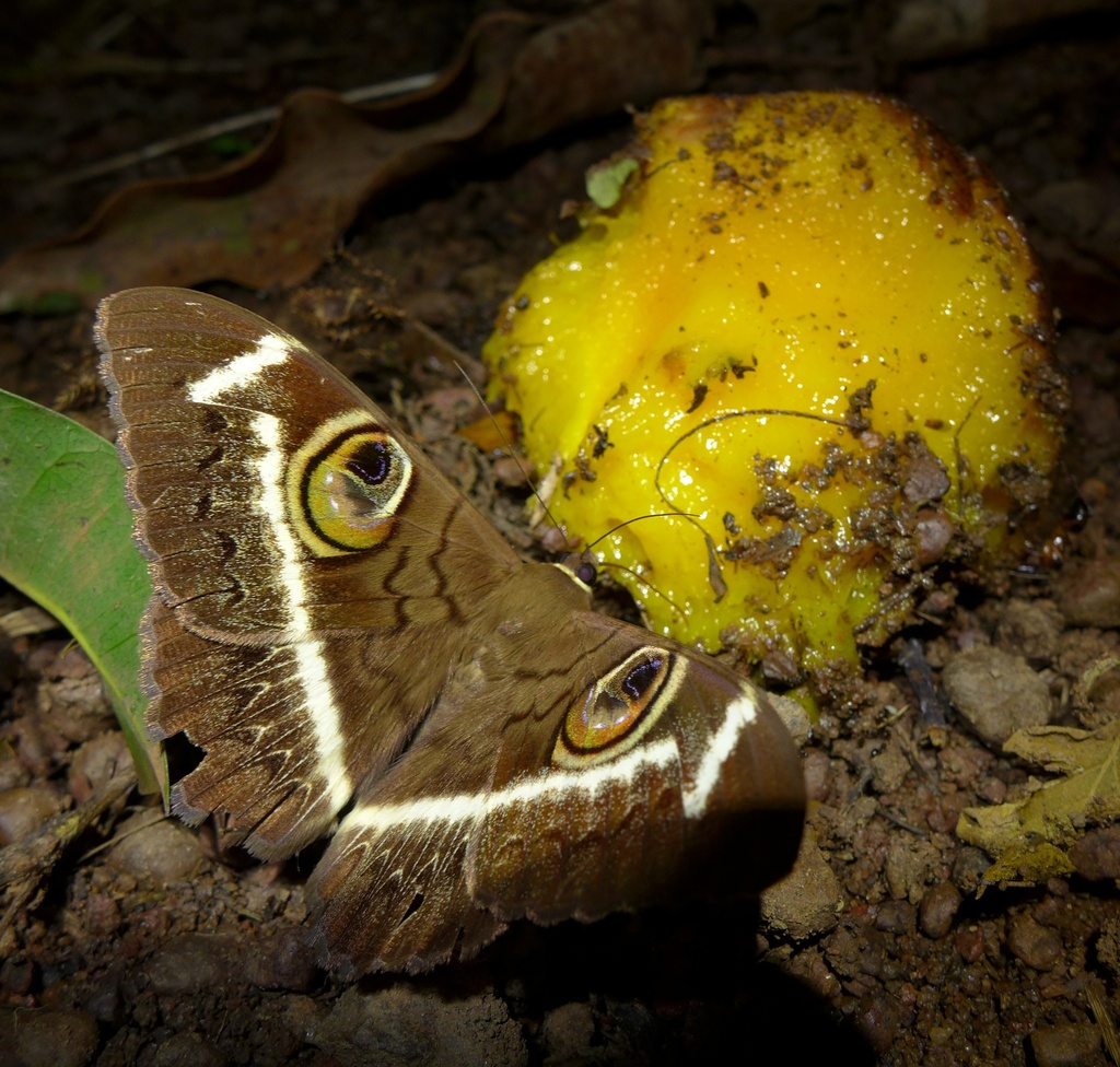 Creamstriped Owl (Moths and Butterflies of the Mfolozi River catchment ...
