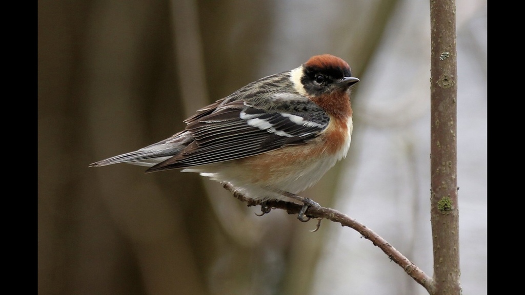 Bay-breasted Warbler from Seager Park, Naperville, IL, US on May 11 ...