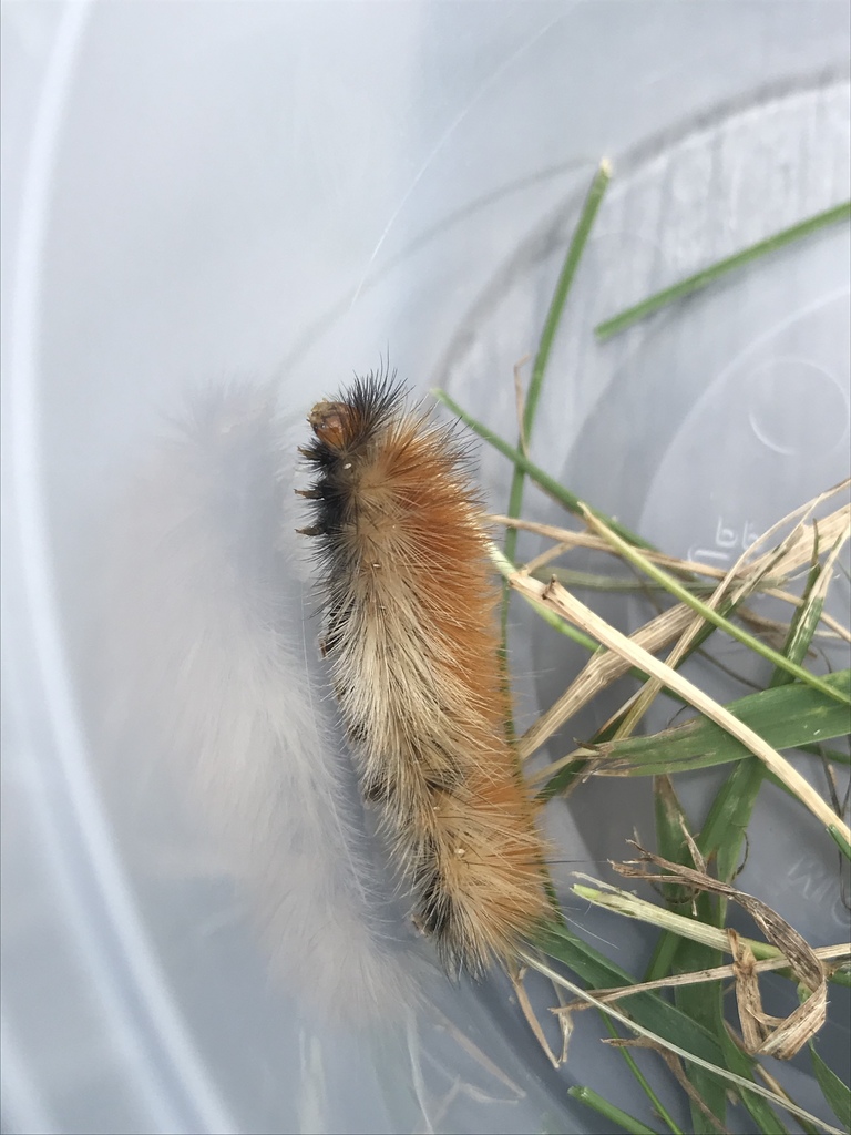 Spilosoma in August 2020 by rmchubaty · iNaturalist