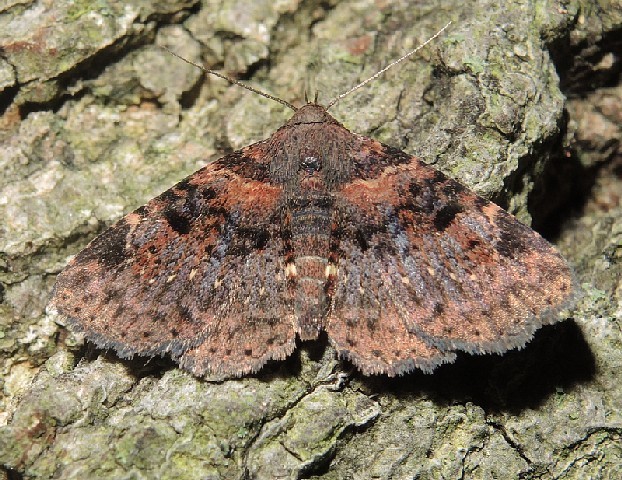 Four-spotted Fungus Moth from Broad Channel, Queens, NY, USA on August ...