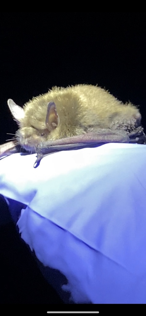 Little Brown Bat in August 2020 by bartap02. Unkeeled calcar, long toe ...