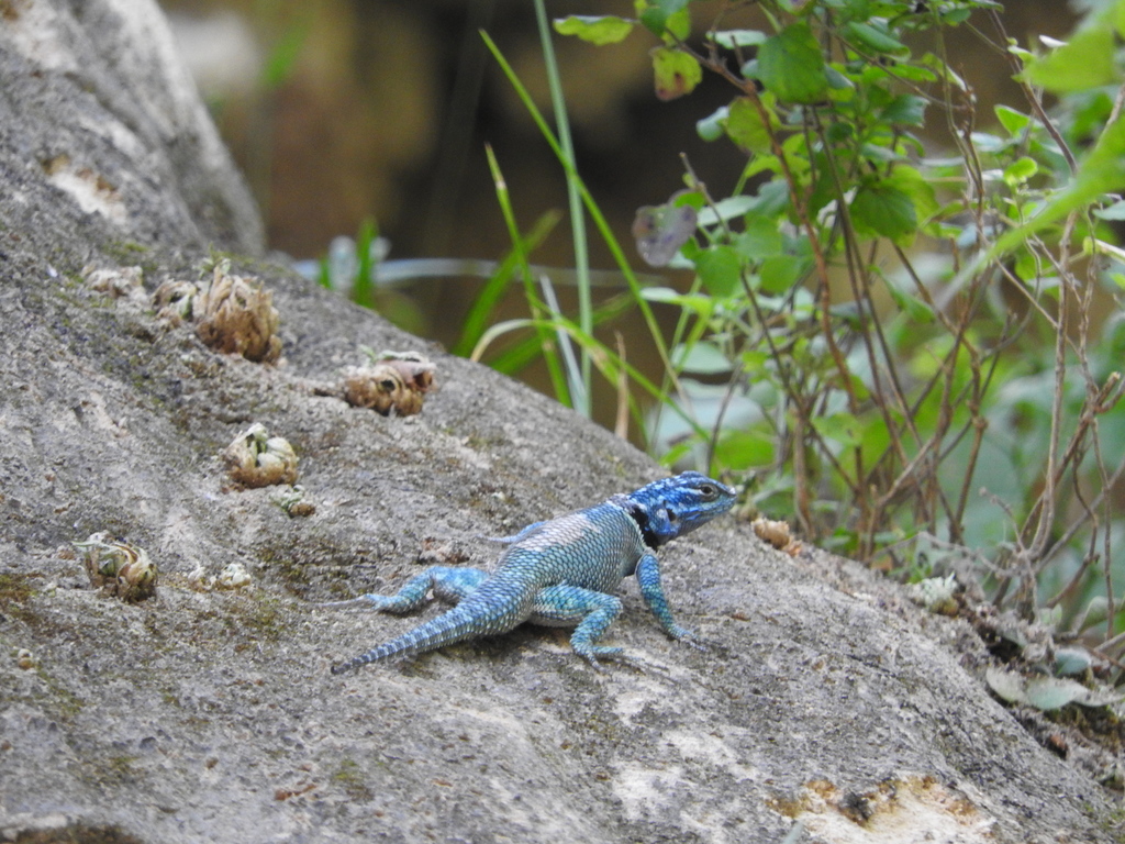 Northern Blue Mountain Lizard from Guadalupe, N.L., México on June 17 ...