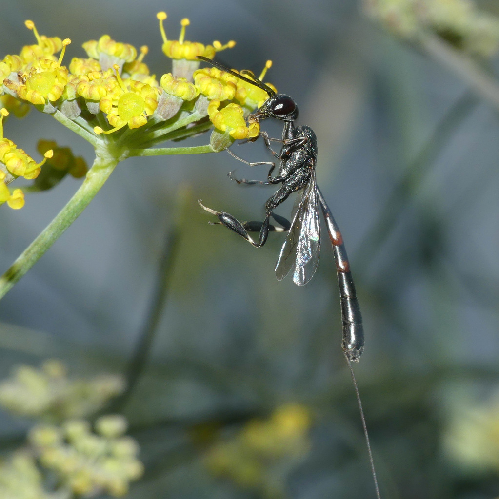 Gasteruption in August 2020 by molanic · iNaturalist