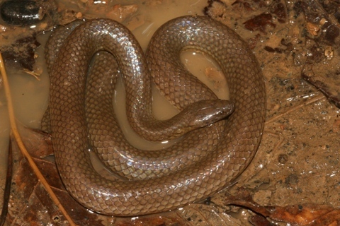 Costa Rica Water Snake (Hydromorphus concolor) - Snakes and Lizards