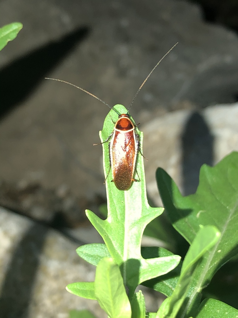 Pale-bordered Field Cockroach from Carretera Palmillas-La Peña ...