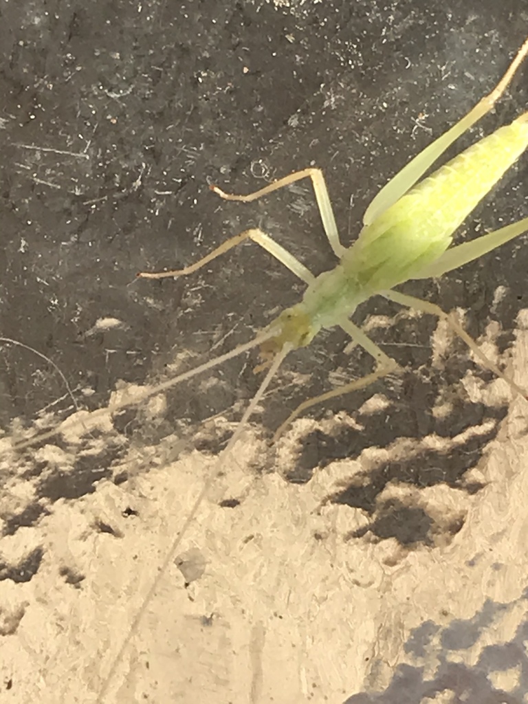 Common Tree Crickets from Leona Ave, Coatesville, PA, US on August 14 ...