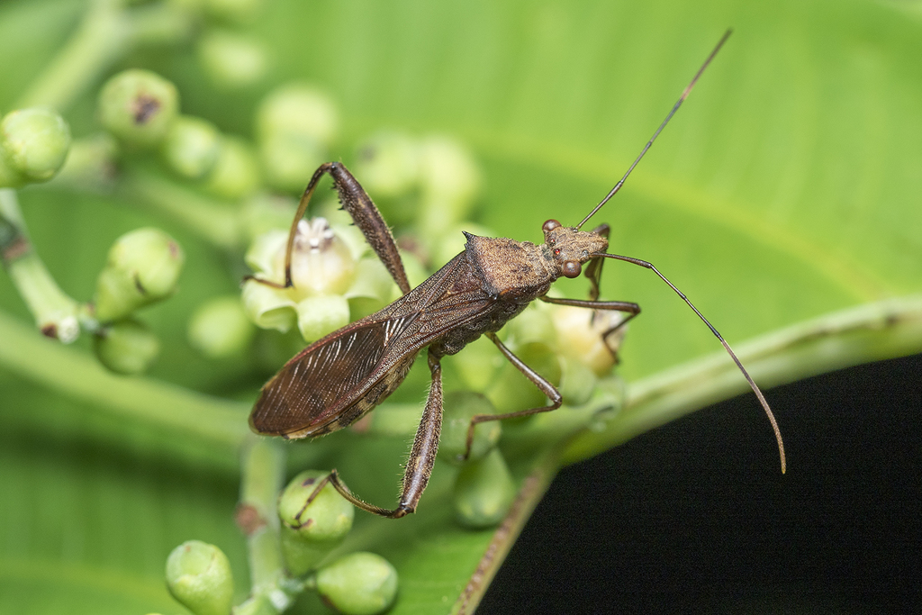 Riptortus pedestris in July 2020 by MSOne · iNaturalist