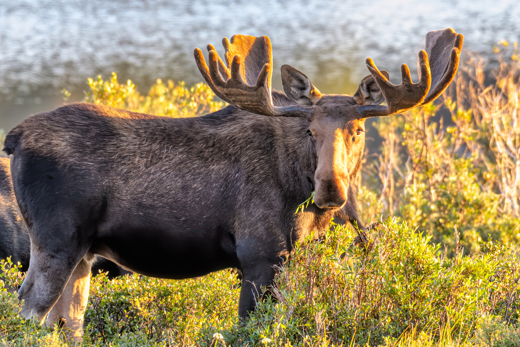 Moose from Boulder, Colorado, United States on August 13, 2020 at 06:41 ...