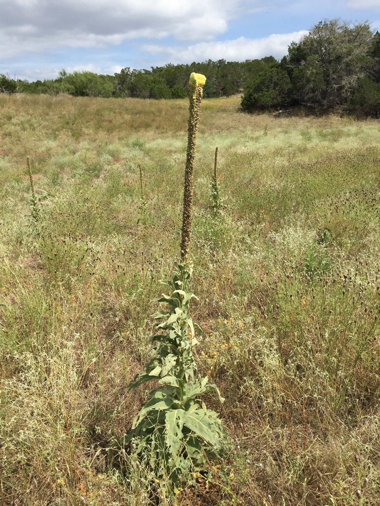 great mullein in July 2020 by Donovan Moxley · iNaturalist