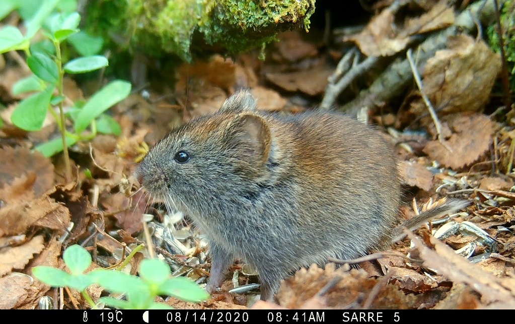 Myodes rufocanus (Sundevall, 1846)