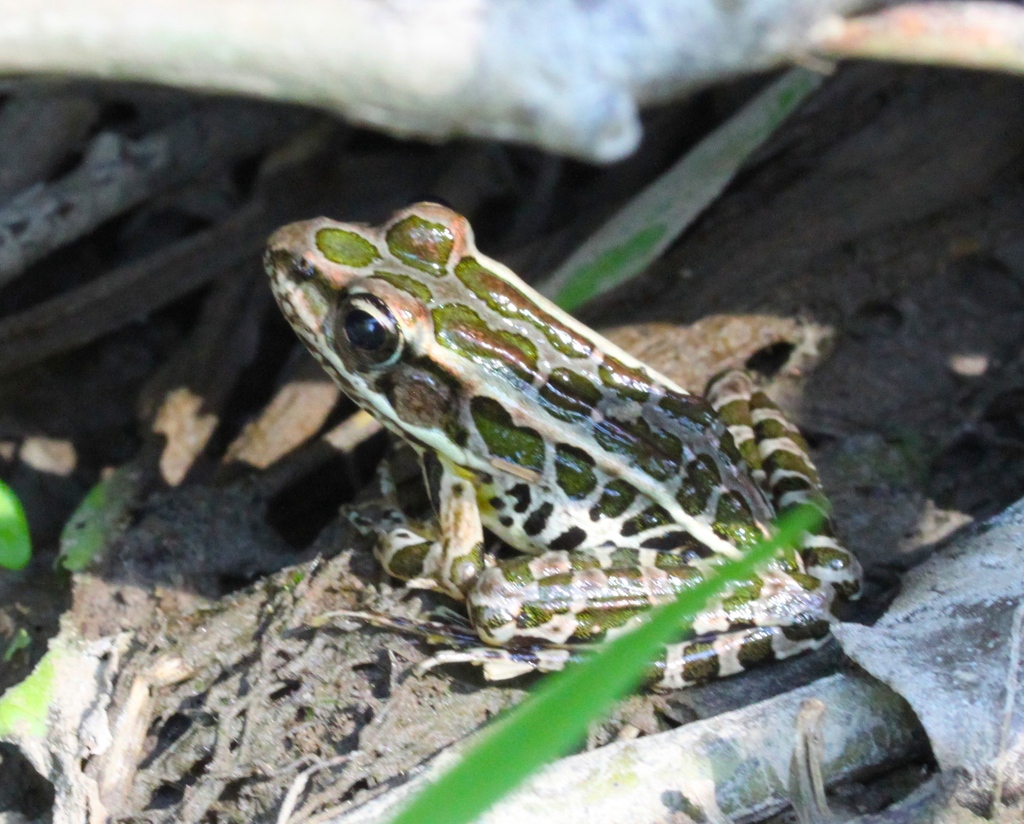 Pickerel Frog from Lusk's Lock, OH, USA on May 26, 2014 by Fluff Berger ...