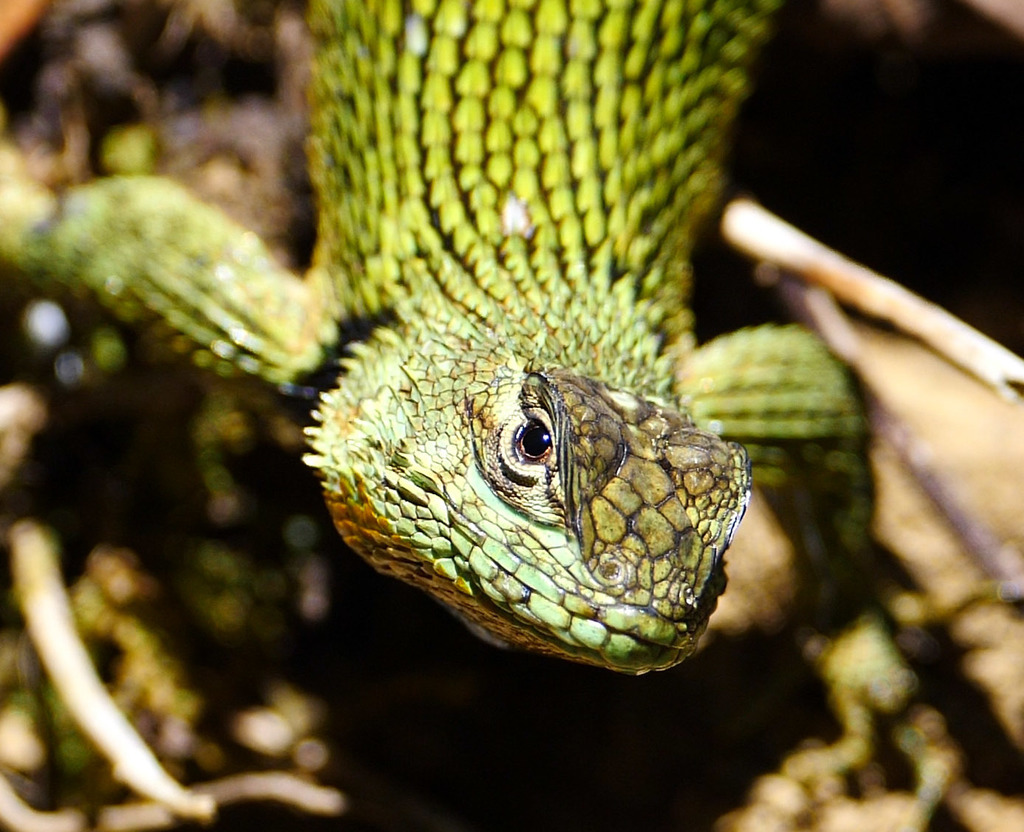 Emerald Swift (Sceloporus malachiticus) - Snakes and Lizards