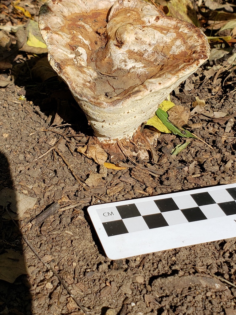 Clavariadelphus from Central Topeka 2, Topeka, KS, USA on October 26 ...