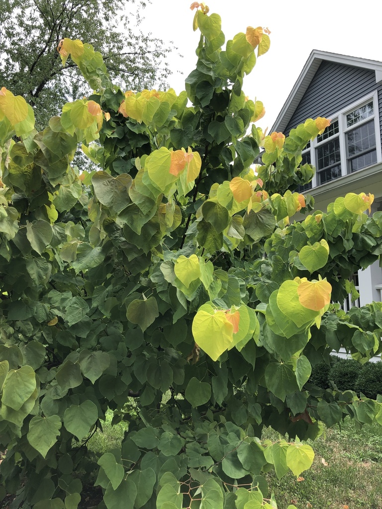 eastern redbud from Fourth St, Hillburn, NY, US on August 14, 2020 at ...