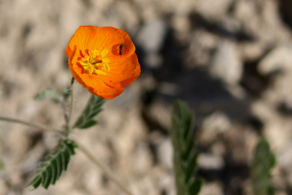 Arizona poppy from Matamoros, Coah., México on August 11, 2020 at 10:16 ...