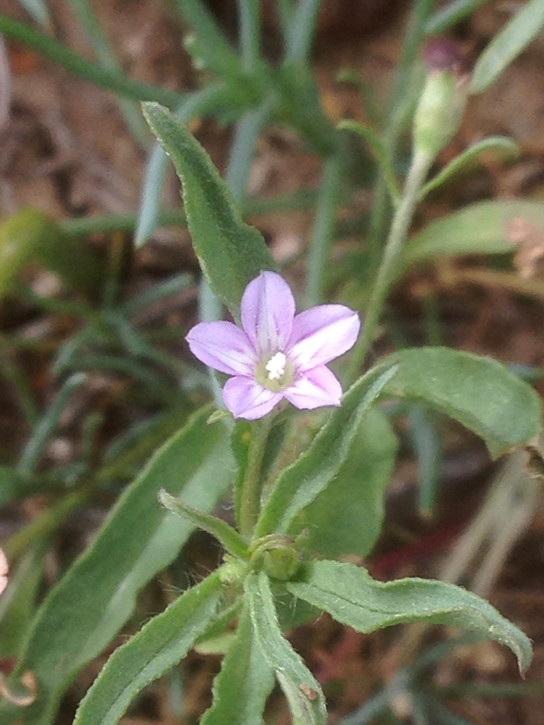small-flowered morning-glory from Tijuana, Baja California, Mexico on ...