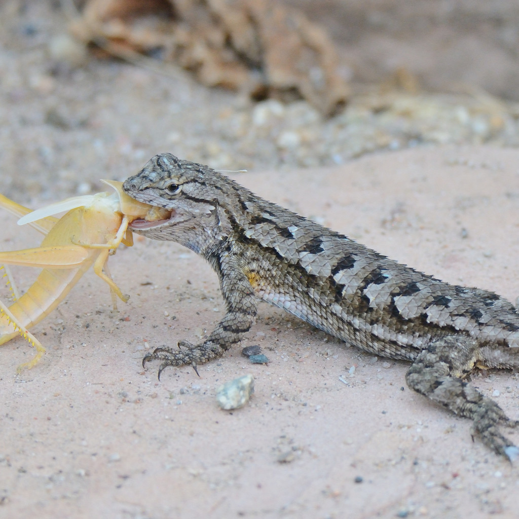 Western Fence Lizard (Sceloporus occidentalis) - Snakes and Lizards