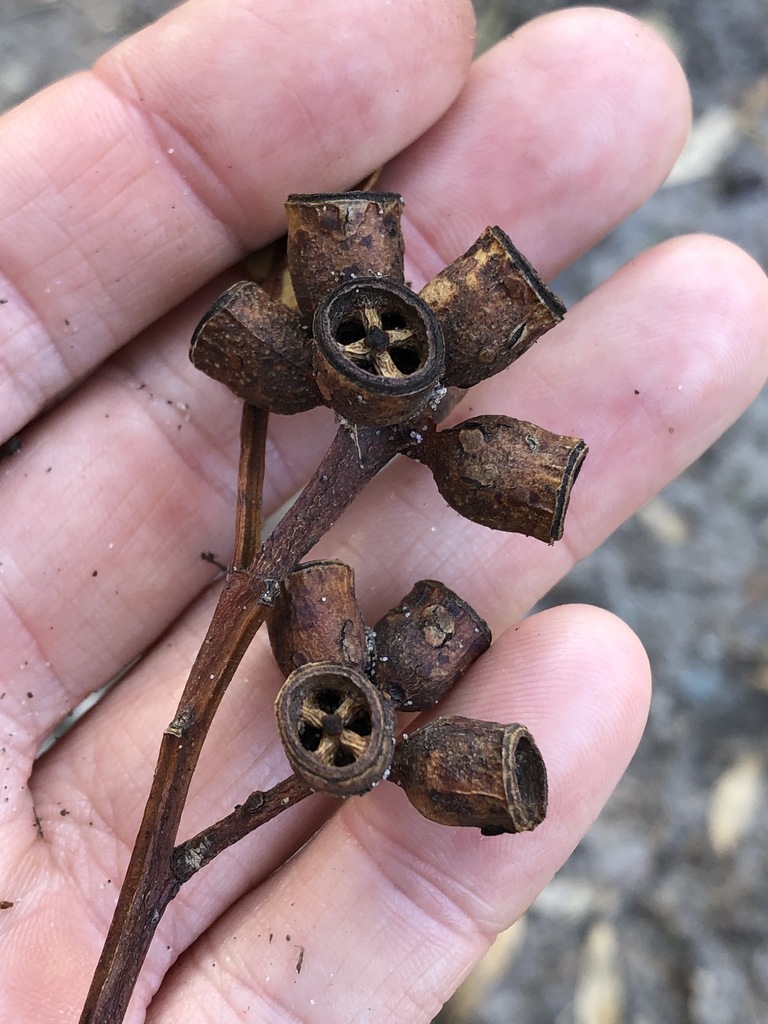 Swamp Mahogany (Eucalyptus robusta) - Botanical Realm