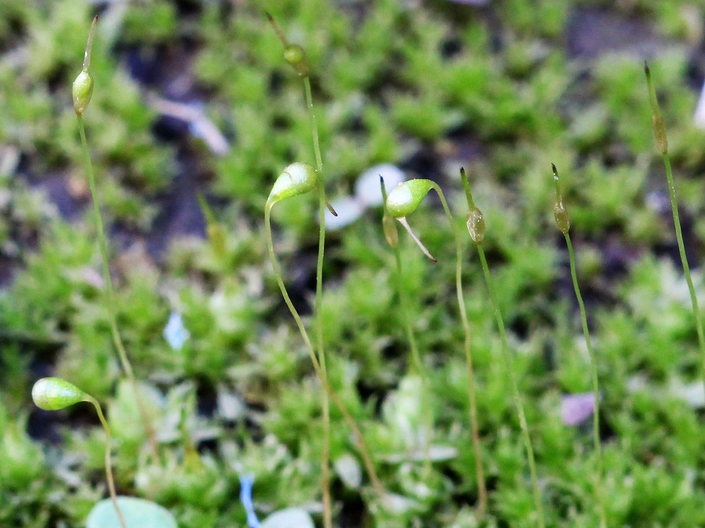 funaria moss in March 2019 by charlesgardner51. In my yard, same ...