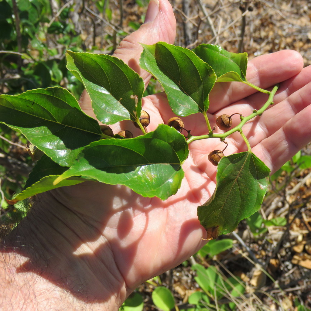 latherleaf from Mission River QLD 4874, Australia on August 14, 2020 at ...