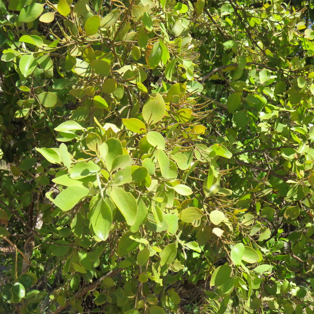 Broad Leaved Native Cherry from Mission River QLD 4874, Australia on ...