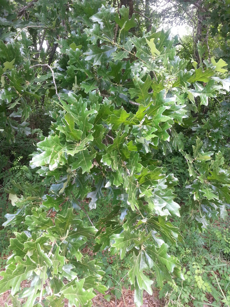 Bottomland Post Oak on May 30, 2014 at 01:13 PM by Matthew Herron ...