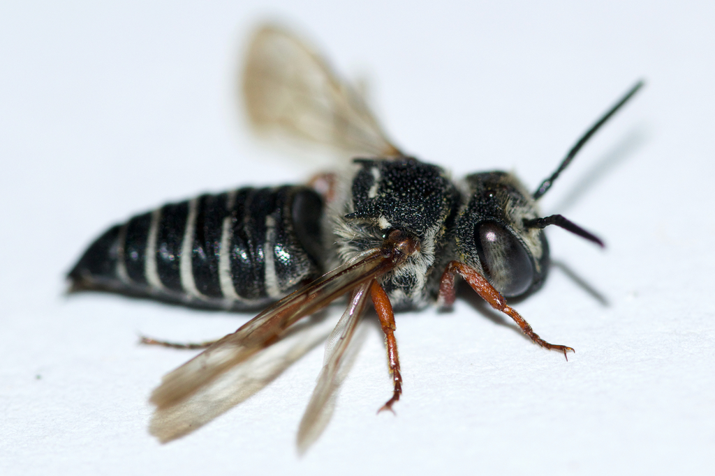 Eight-toothed Cuckoo Leaf-cutter Bee from Ashbridges Bay, Toronto, ON ...