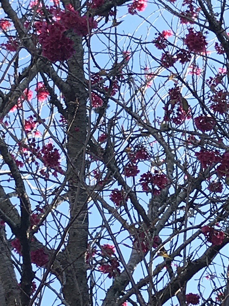 Taiwan Cherry from Gerwyn Place, Pakuranga Heights, Auckland, NZ on ...