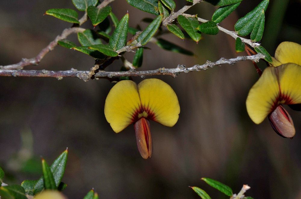 Showy Bossiaea from Waverley Flora Park, Bellerive TAS, Australia on ...