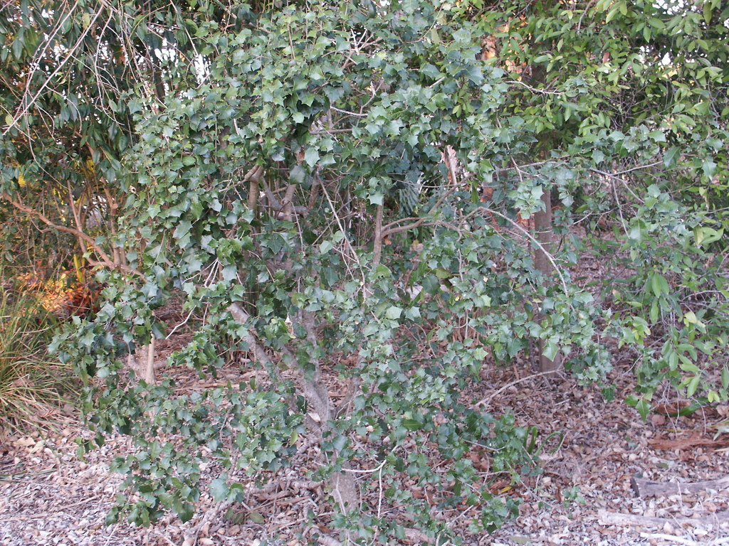Native Holly from Ebenezer Qld on August 13, 2004 at 05:12 PM by ...